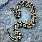 Morph List - World of Ball Pythons