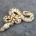 Morph List - World of Ball Pythons