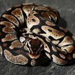 Morph List - World of Ball Pythons