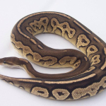 Morph List - World of Ball Pythons