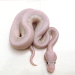 Morph List - World of Ball Pythons