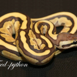 Morph List - World of Ball Pythons