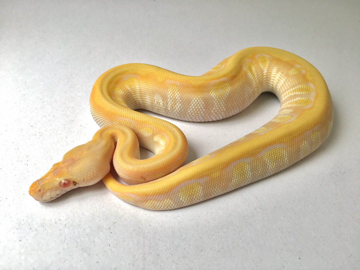 Morph List - World of Ball Pythons