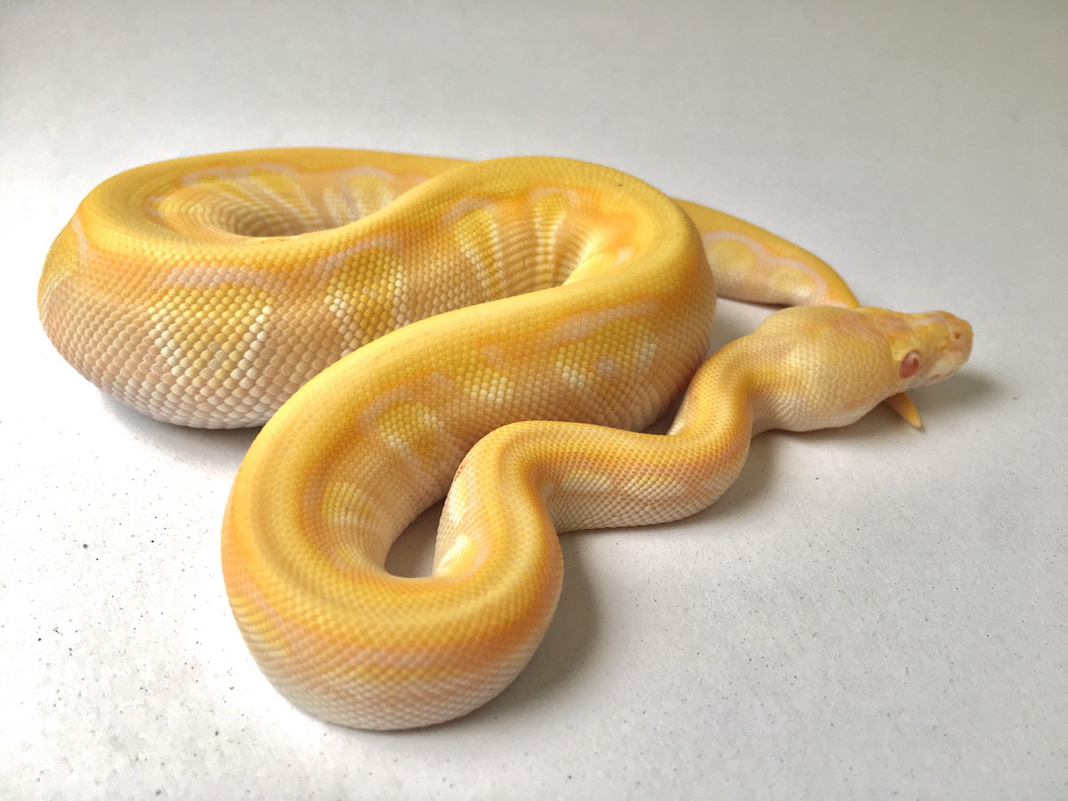 Morph List - World of Ball Pythons