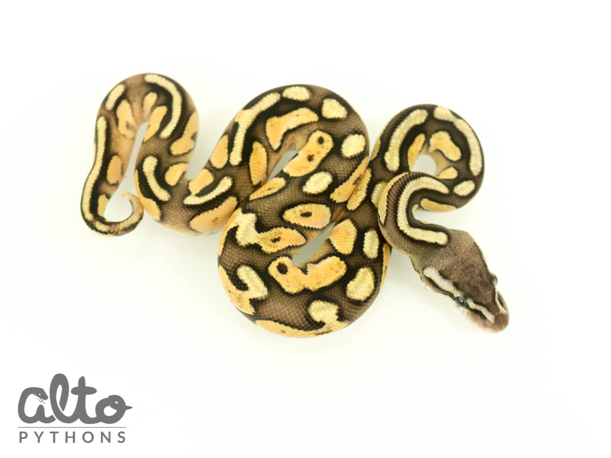 Morph List - World of Ball Pythons