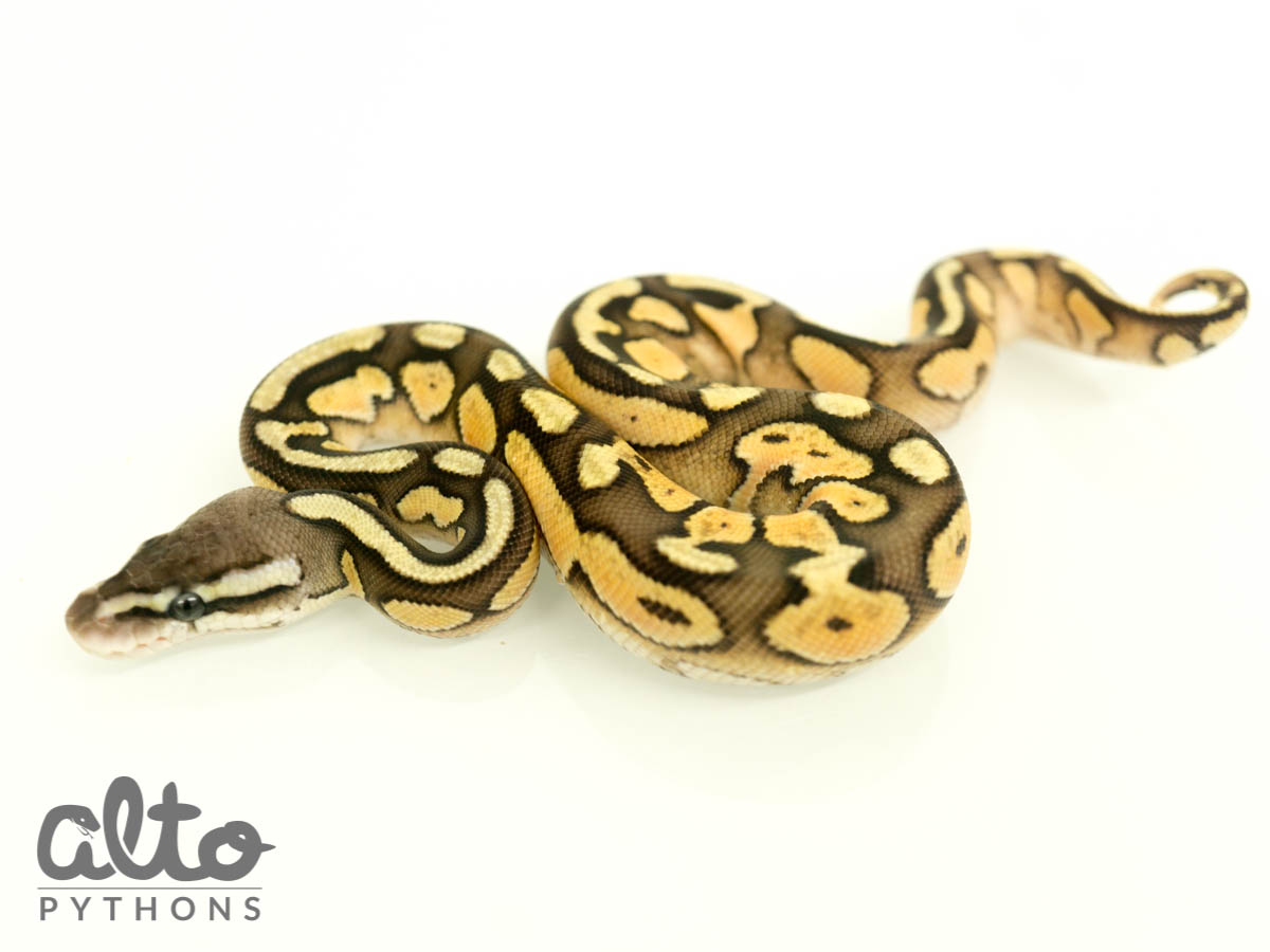 Morph List - World of Ball Pythons