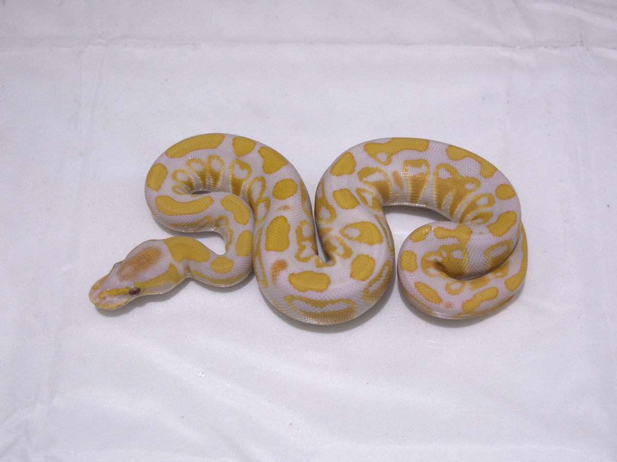 Morph List - World of Ball Pythons