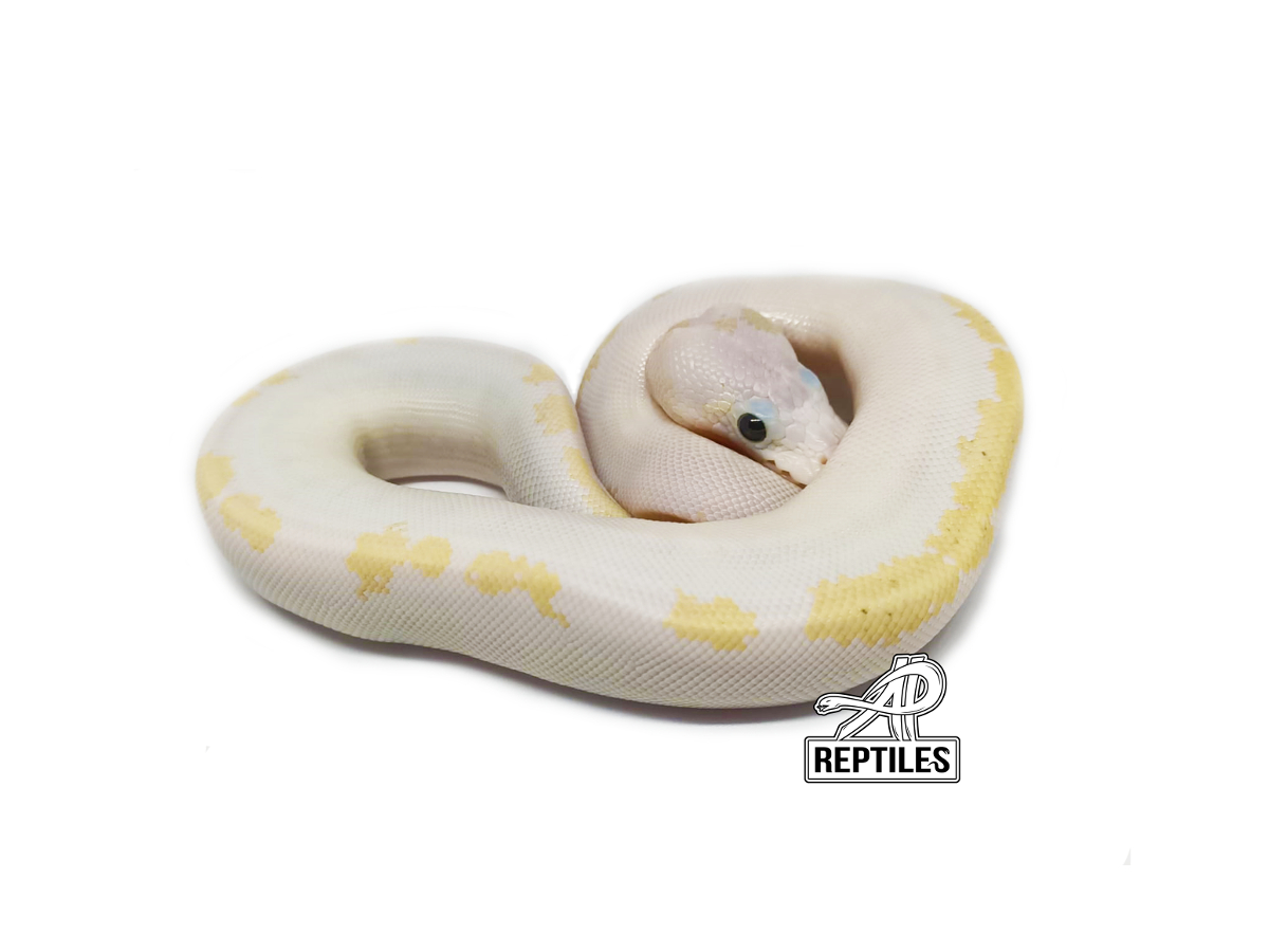 Morph List - World of Ball Pythons