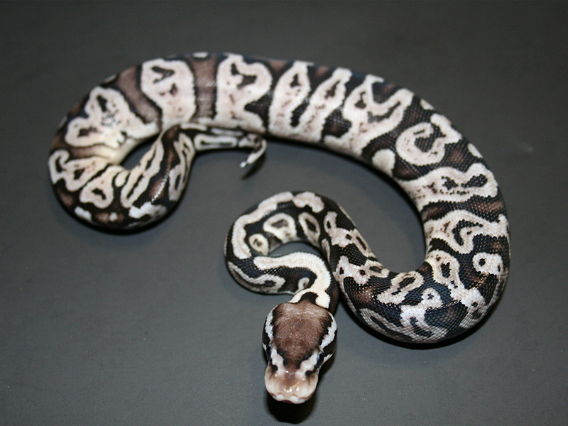 Morph List - World of Ball Pythons Morph List - World of Ball Pythons