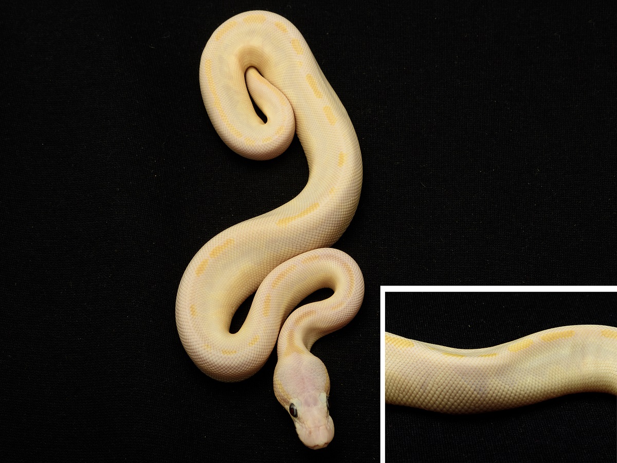 Morph List - World of Ball Pythons