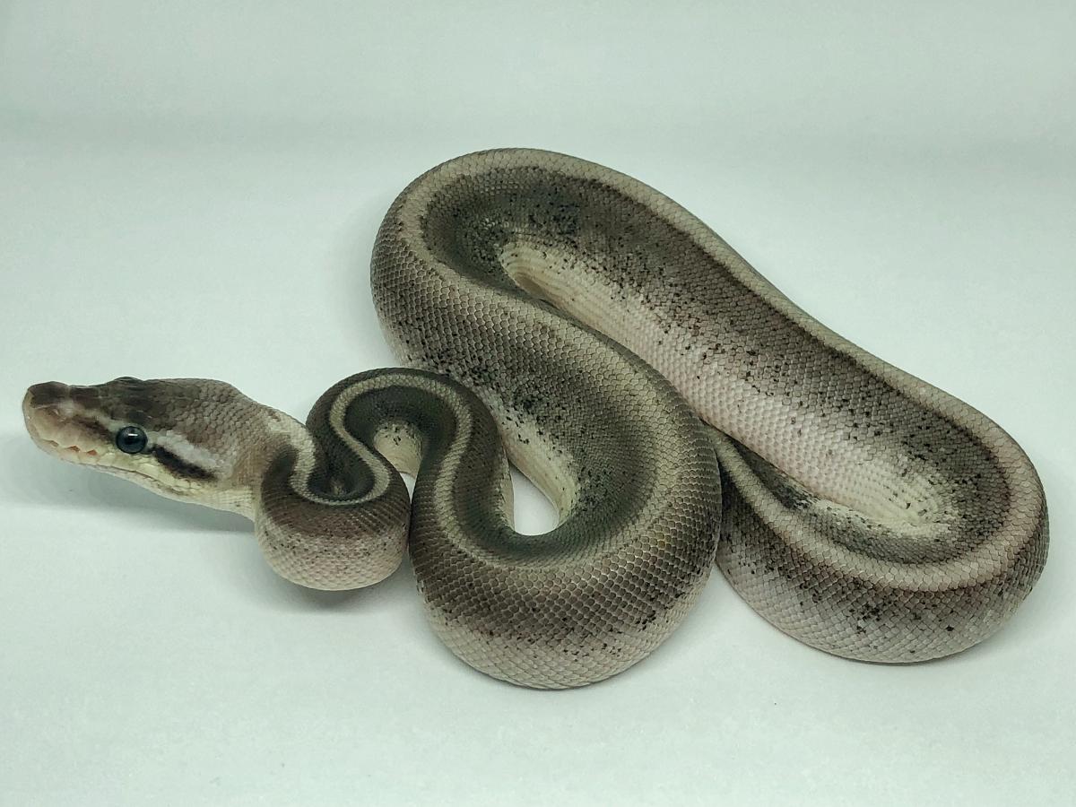 Morph List - World of Ball Pythons