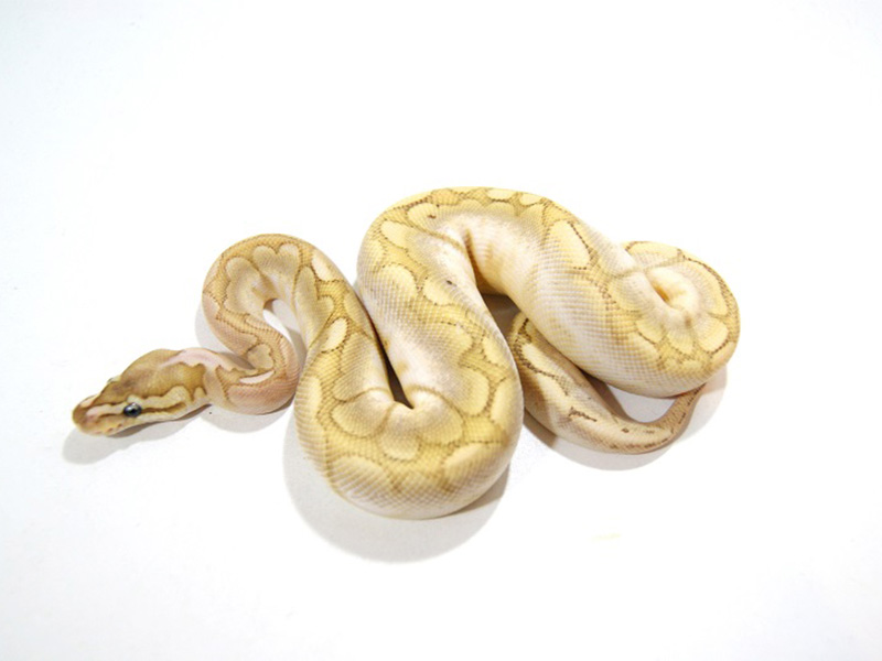 Morph List - World of Ball Pythons