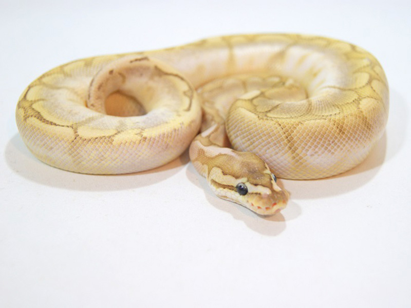 Morph List - World of Ball Pythons