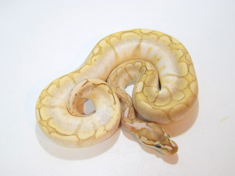 Morph List - World of Ball Pythons