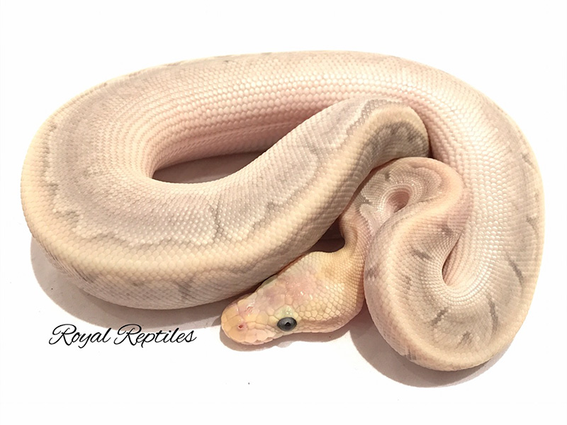 Morph List - World of Ball Pythons
