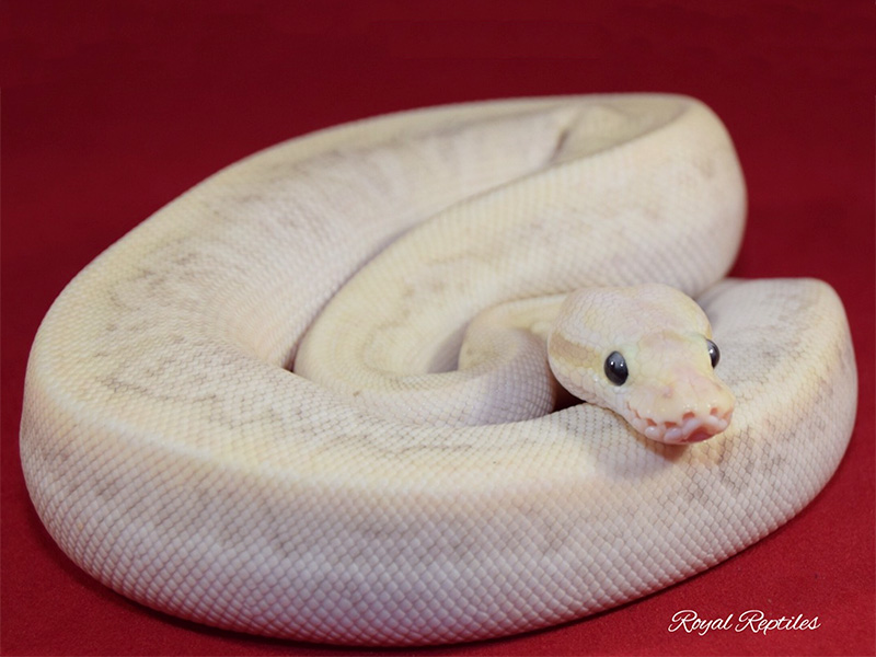 Morph List - World of Ball Pythons