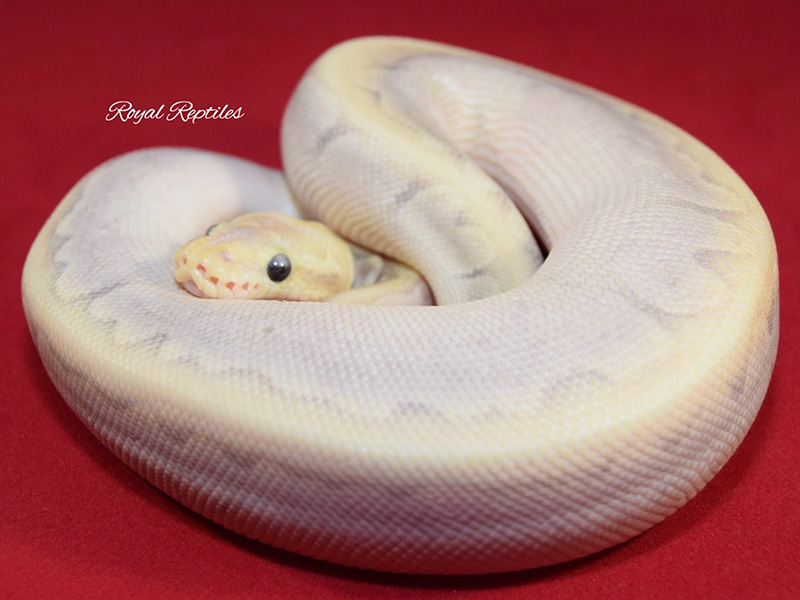 Morph List - World of Ball Pythons