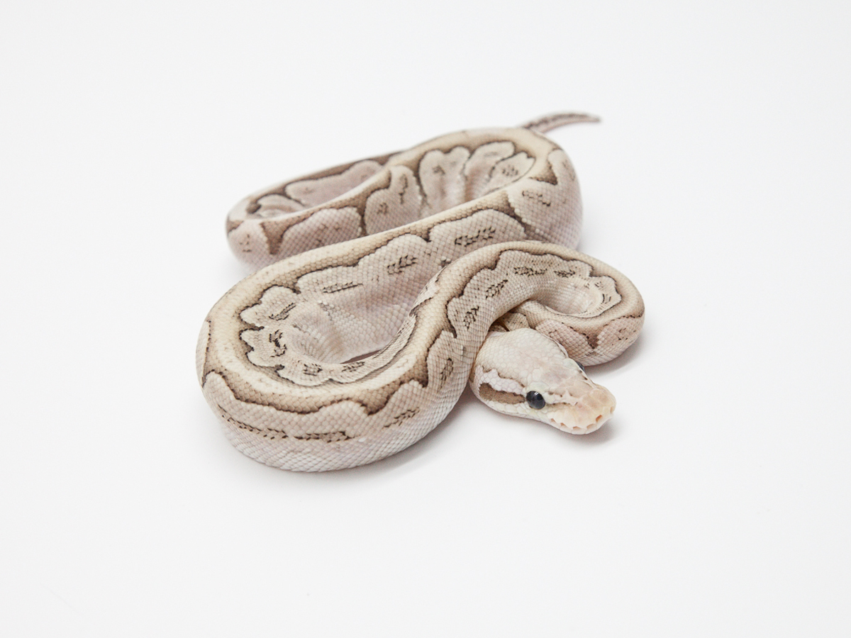 Morph List - World of Ball Pythons