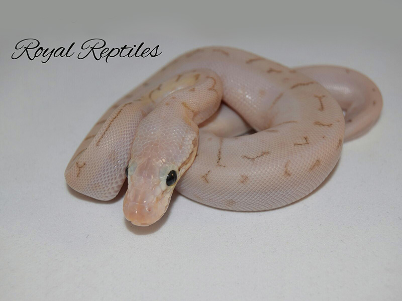 Morph List - World of Ball Pythons