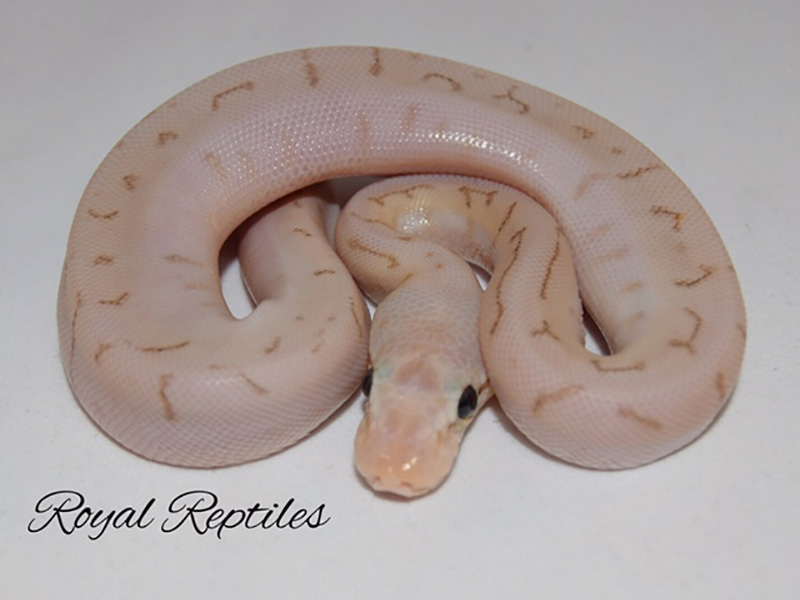 Morph List - World of Ball Pythons