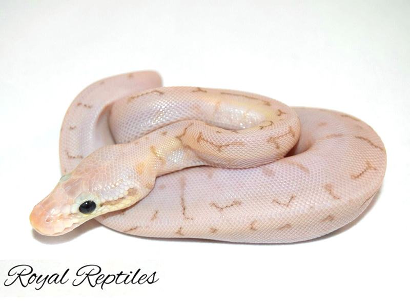 Morph List - World of Ball Pythons