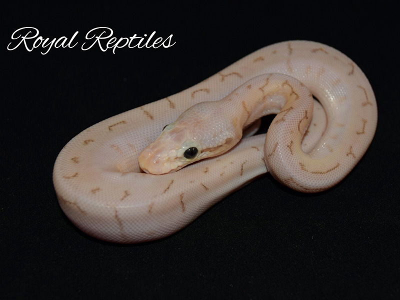 Morph List - World of Ball Pythons