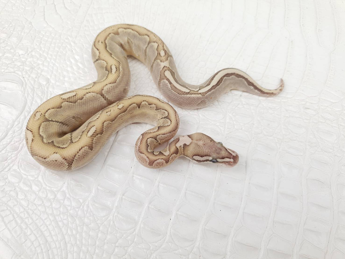 Morph List - World of Ball Pythons