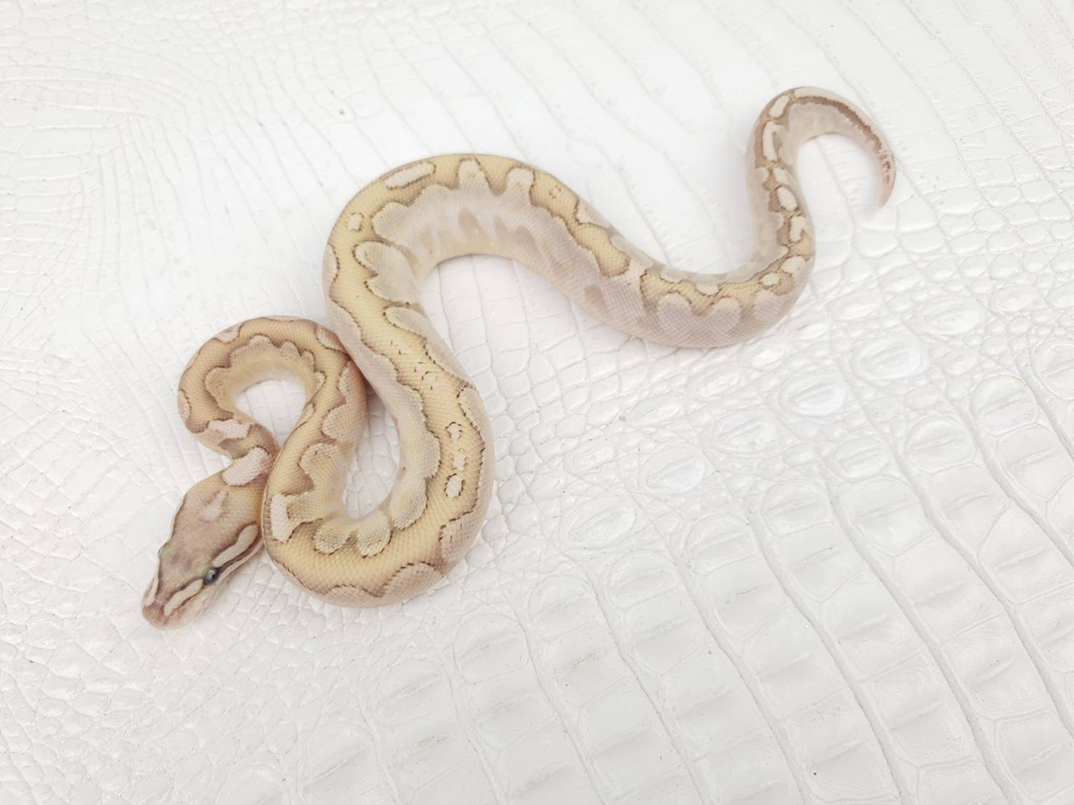 Morph List - World of Ball Pythons