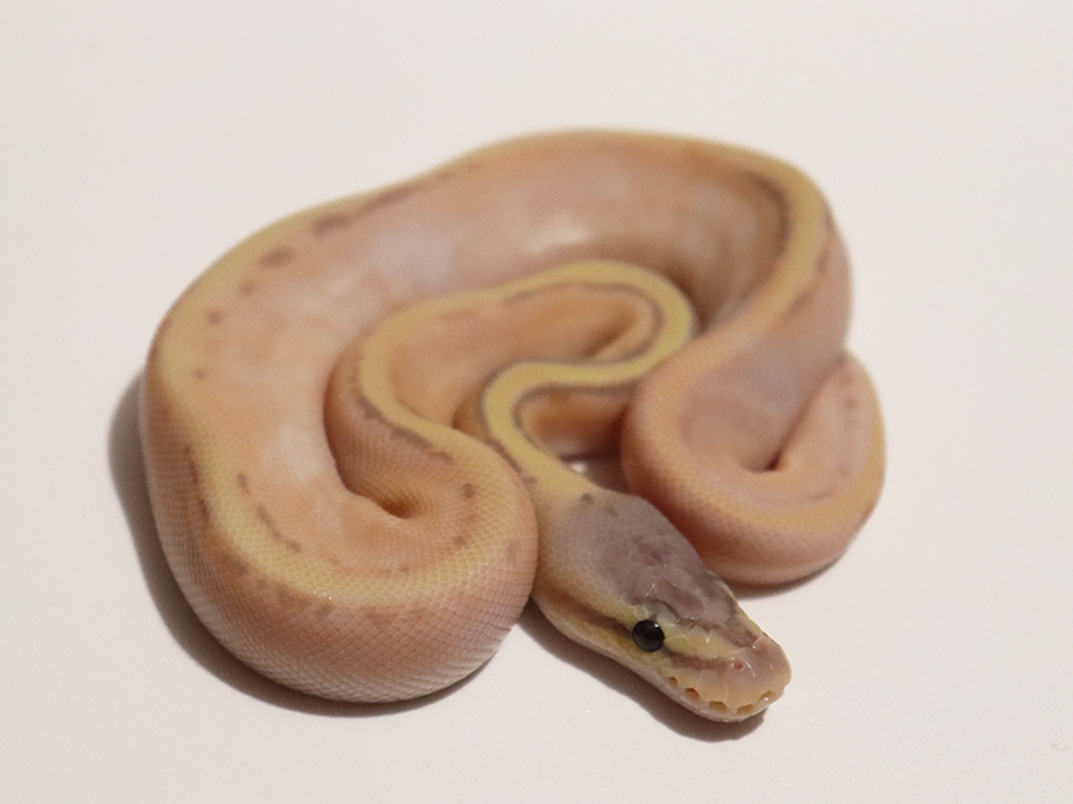 Morph List - World of Ball Pythons