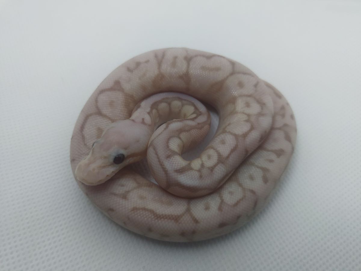 Banana Ball Cinnamon Fire Pastel Spider Yellow Belly - Morph List ...