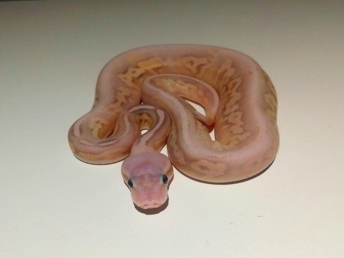 Banana Ball Cinnamon Fire Special - Morph List - World of Ball Pythons