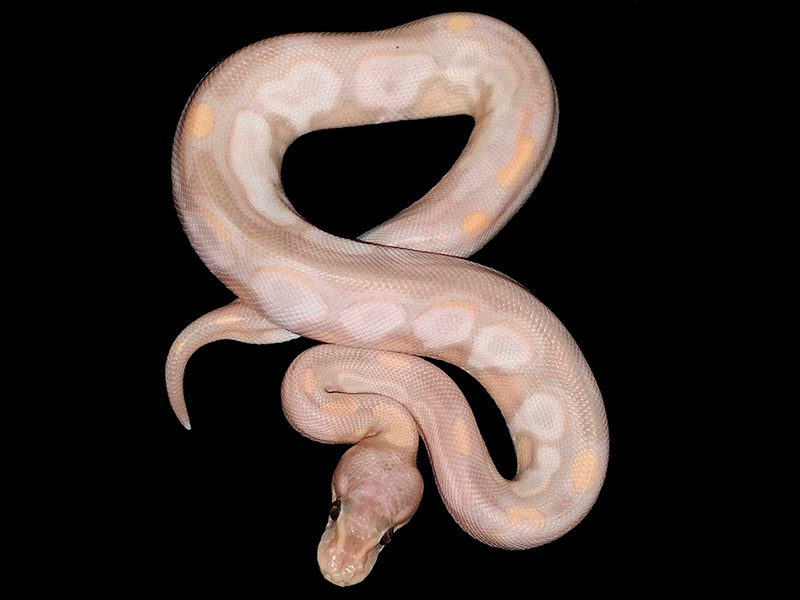 Morph List - World of Ball Pythons