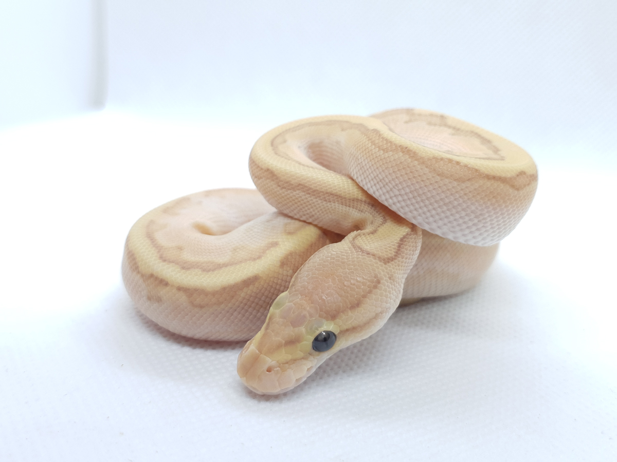 Morph List - World of Ball Pythons