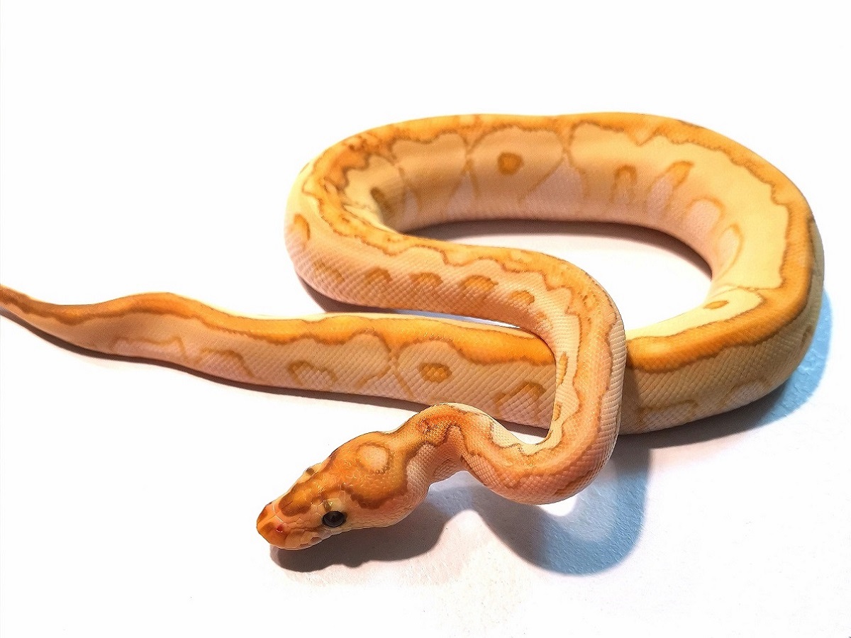 Morph List - World of Ball Pythons