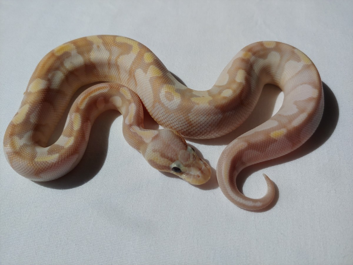 Morph List - World of Ball Pythons