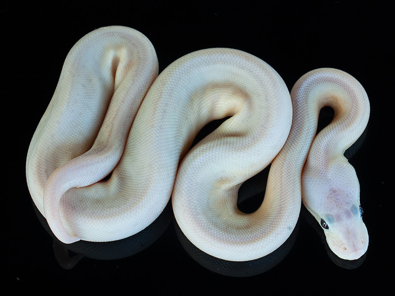 Morph List - World of Ball Pythons Morph List - World of Ball Pythons