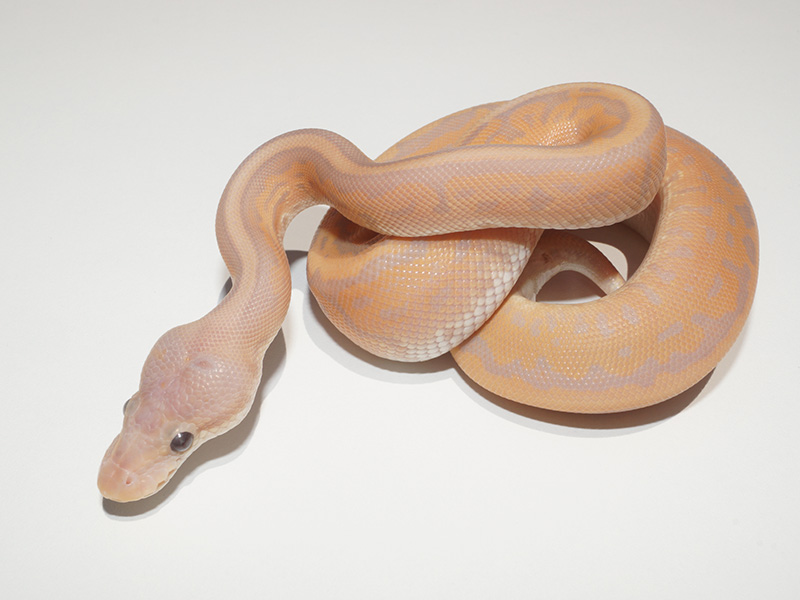 Banana Cinnamon Ball Python