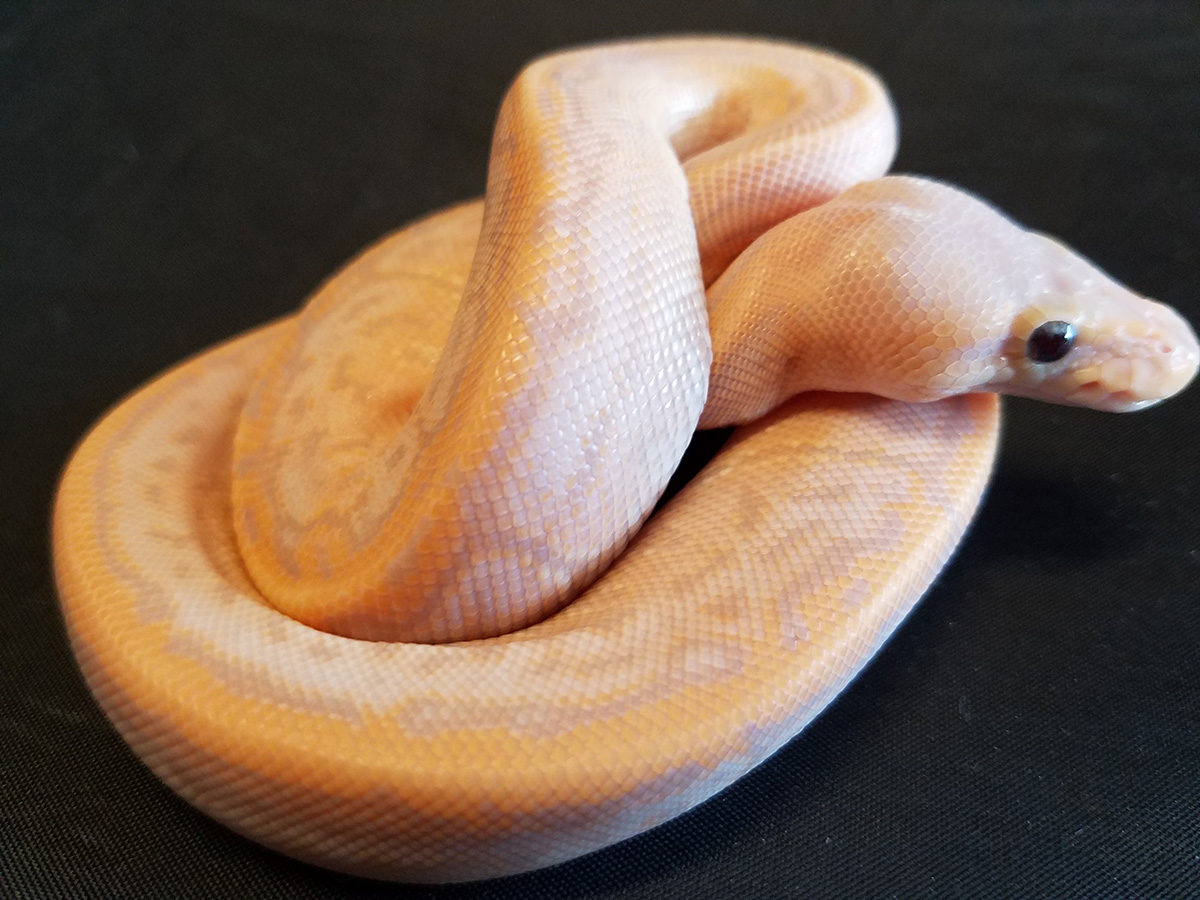 Morph List - World of Ball Pythons