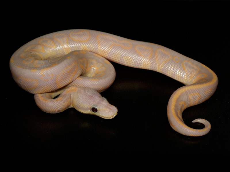 Morph List - World of Ball Pythons