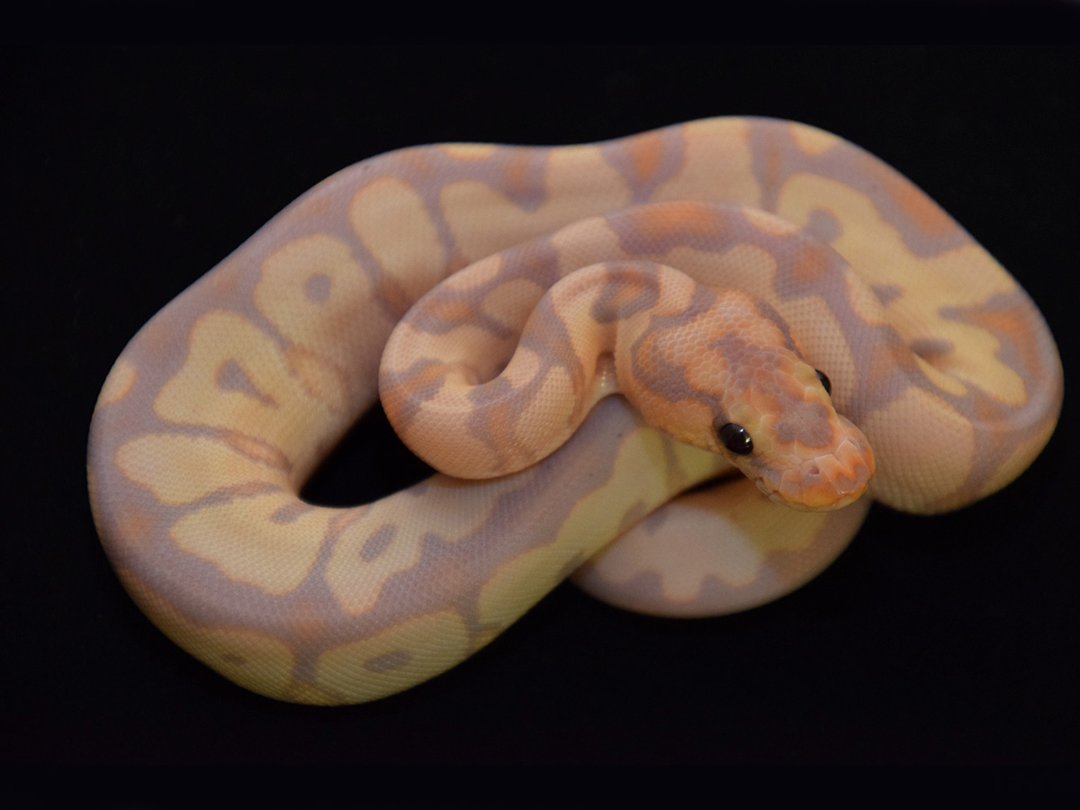 Morph List - World of Ball Pythons