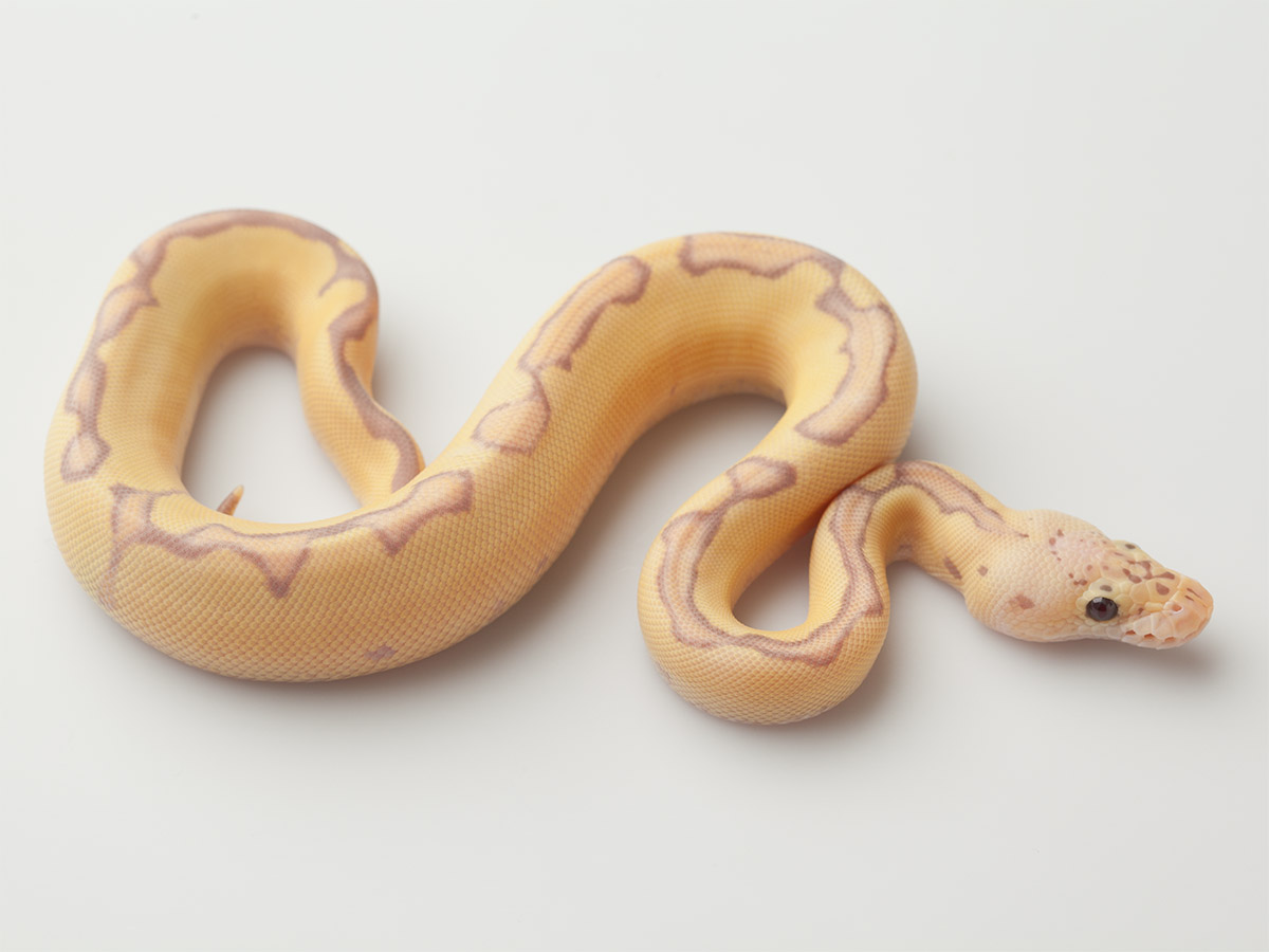 Morph List - World of Ball Pythons