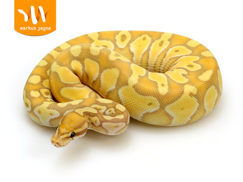 Morph List - World of Ball Pythons