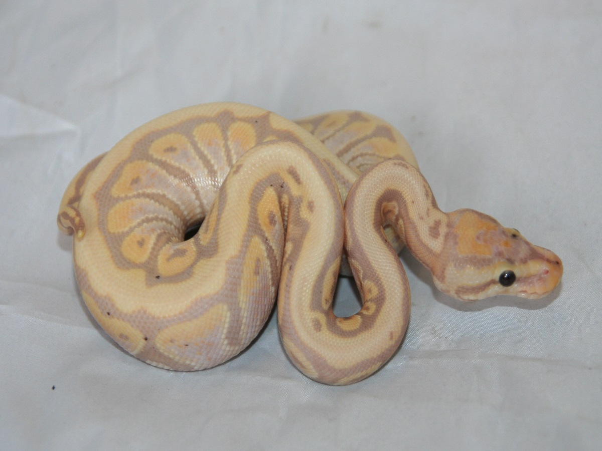 Morph List - World of Ball Pythons