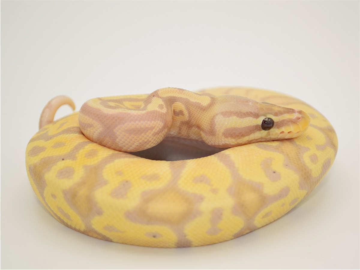 Banana Panther TII Pastel - Morph List - World of Ball Pythons