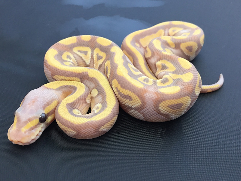 Morph List - World of Ball Pythons