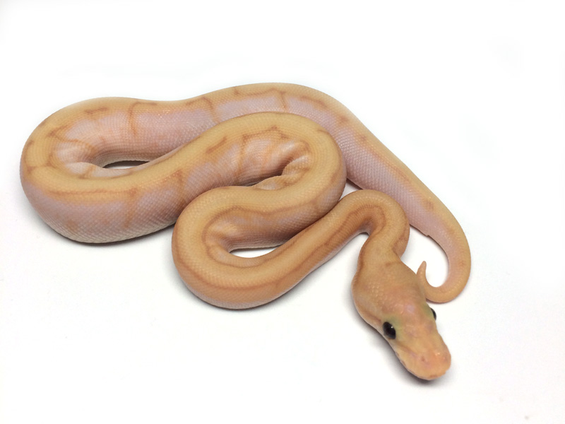 Morph List - World of Ball Pythons
