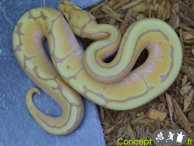 Banana Spider Ball Python