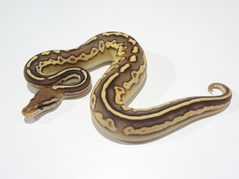 Morph List - World of Ball Pythons