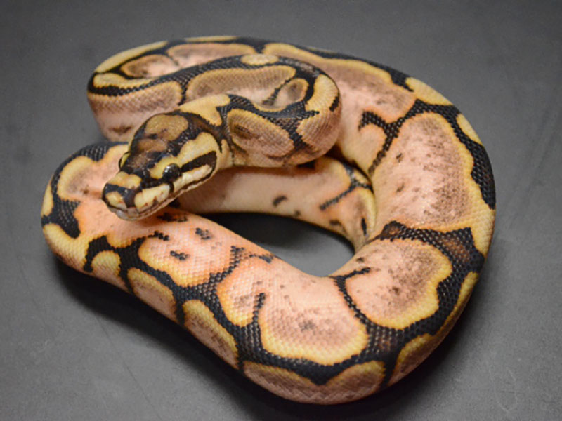 Spotnose - Morph List - World of Ball Pythons