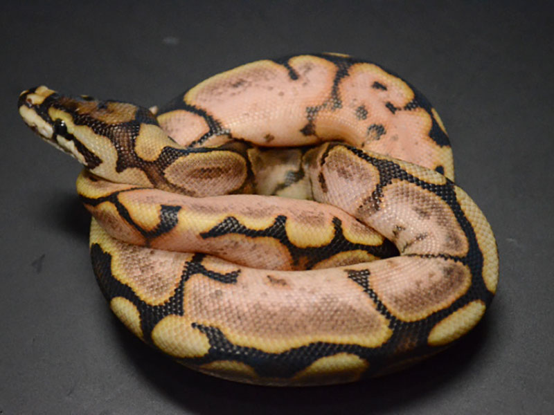 Morph List - World of Ball Pythons